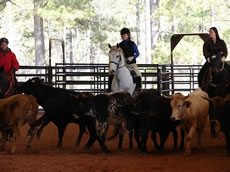 Beginner Cow Work - Ranch Horsemanship Cow Work and Roping Clinic